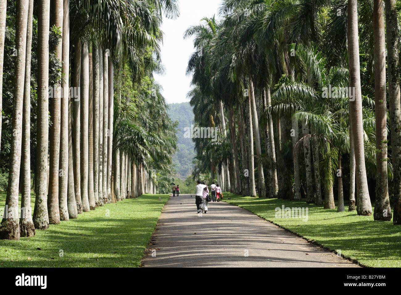 Peradeniya Botanical Gardens, Kandy, Sri Lanka Stock Photo - Alamy