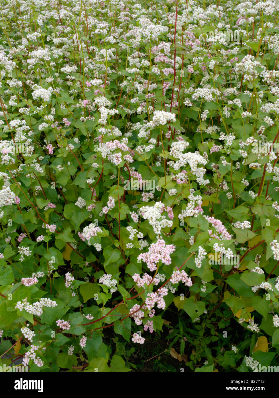 Common buckwheat (Fagopyrum esculentum Stock Photo - Alamy