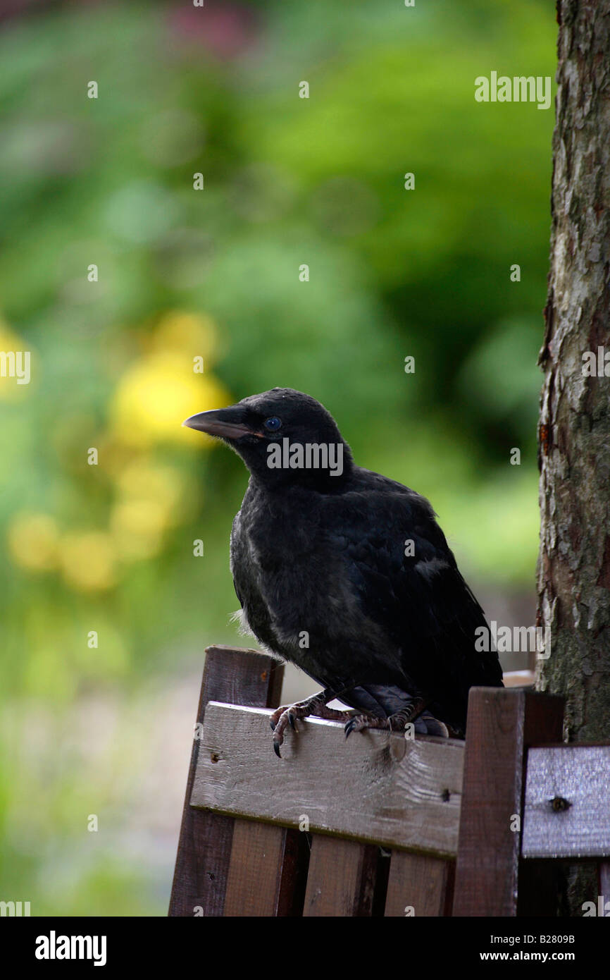 Carrion Crow fledgeling on bench Corvus corone corone Stock Photo - Alamy