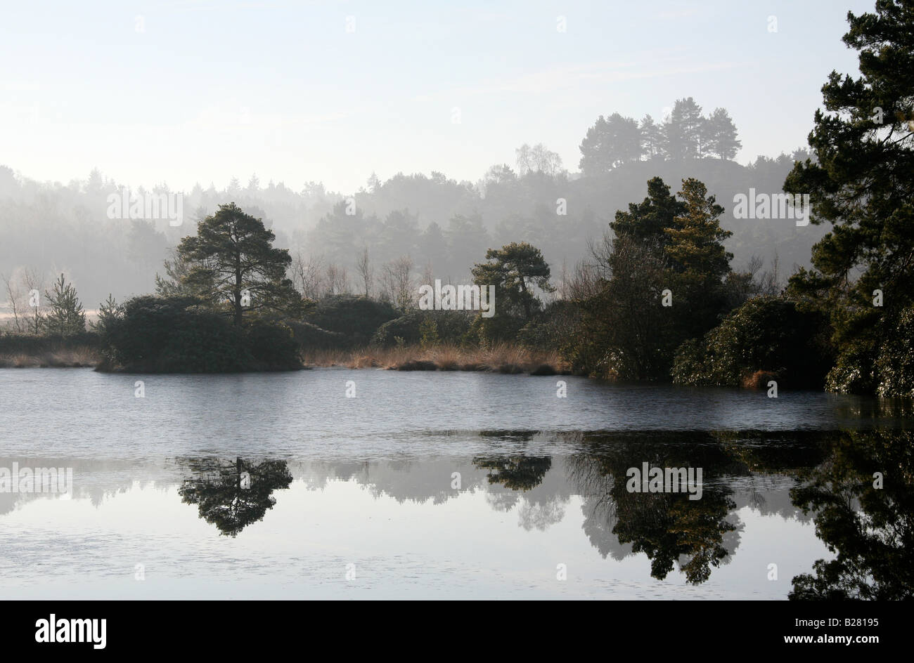 Tree trees waters mirroring hi-res stock photography and images - Alamy