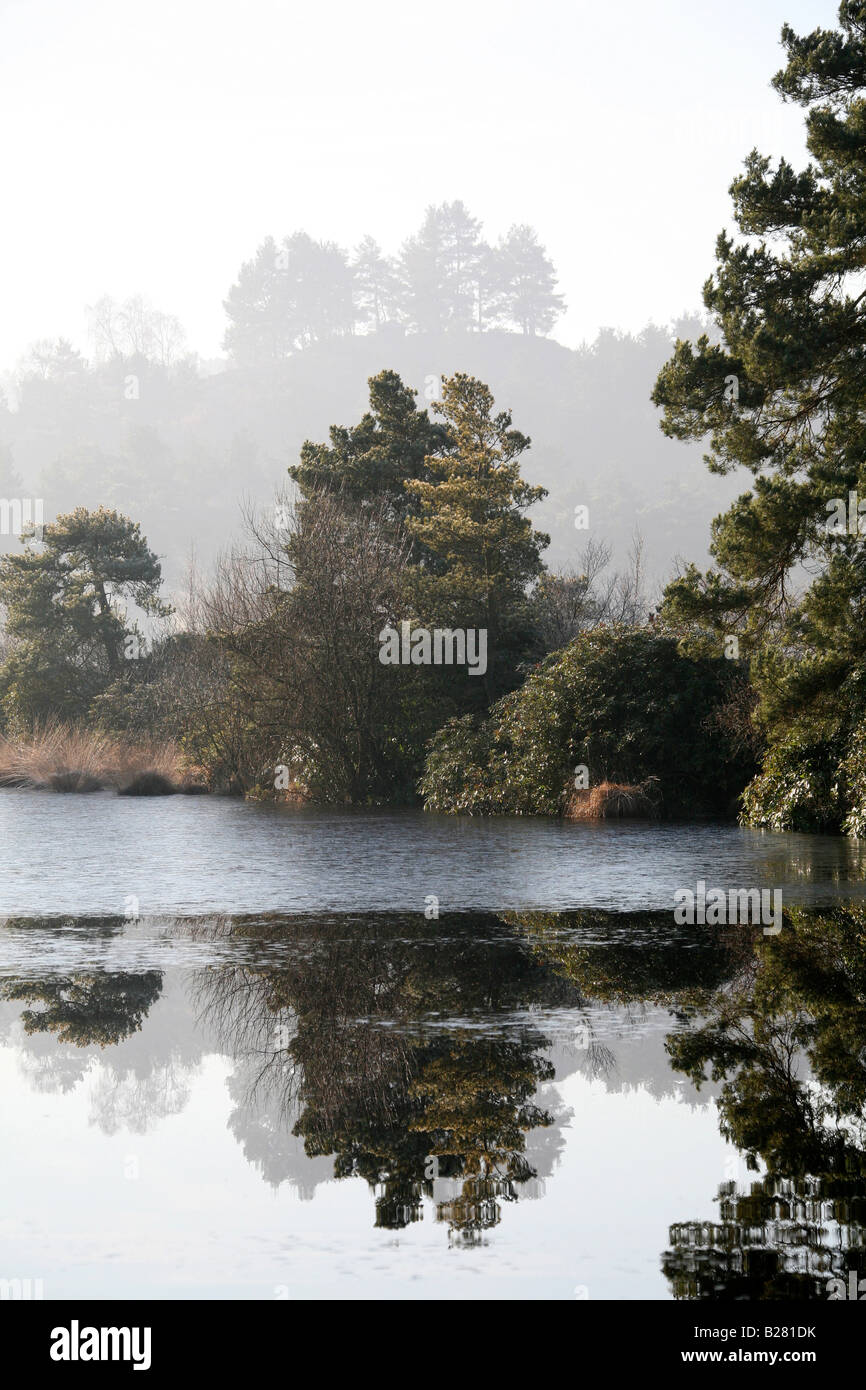 Tree trees waters mirroring hi-res stock photography and images - Alamy