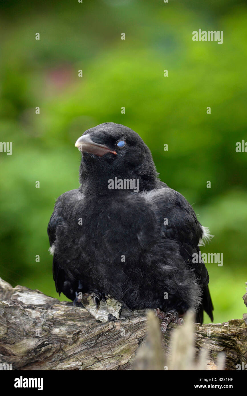 Fledgeling hi-res stock photography and images - Alamy