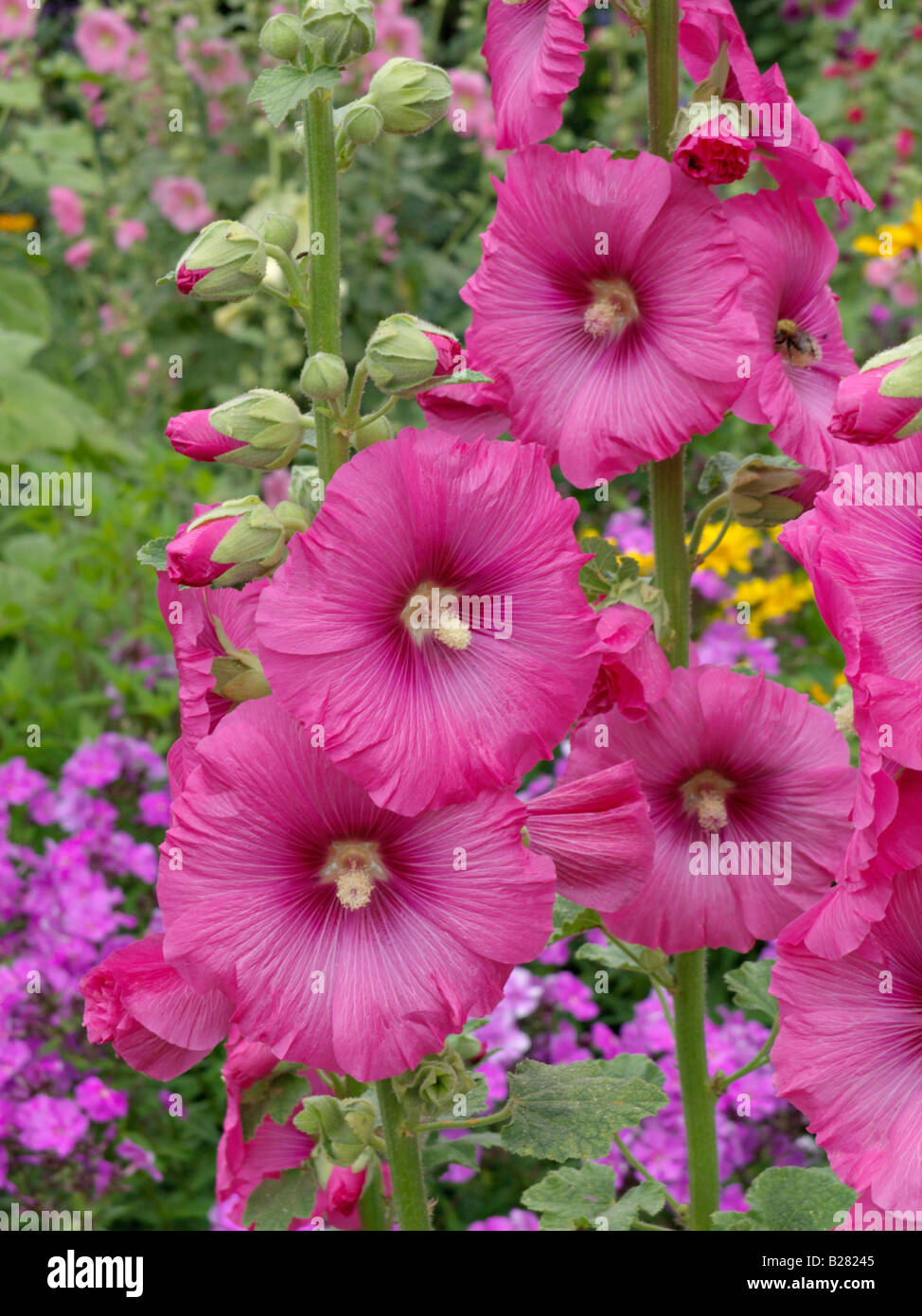 Alcea rosea plants hi-res stock photography and images - Alamy