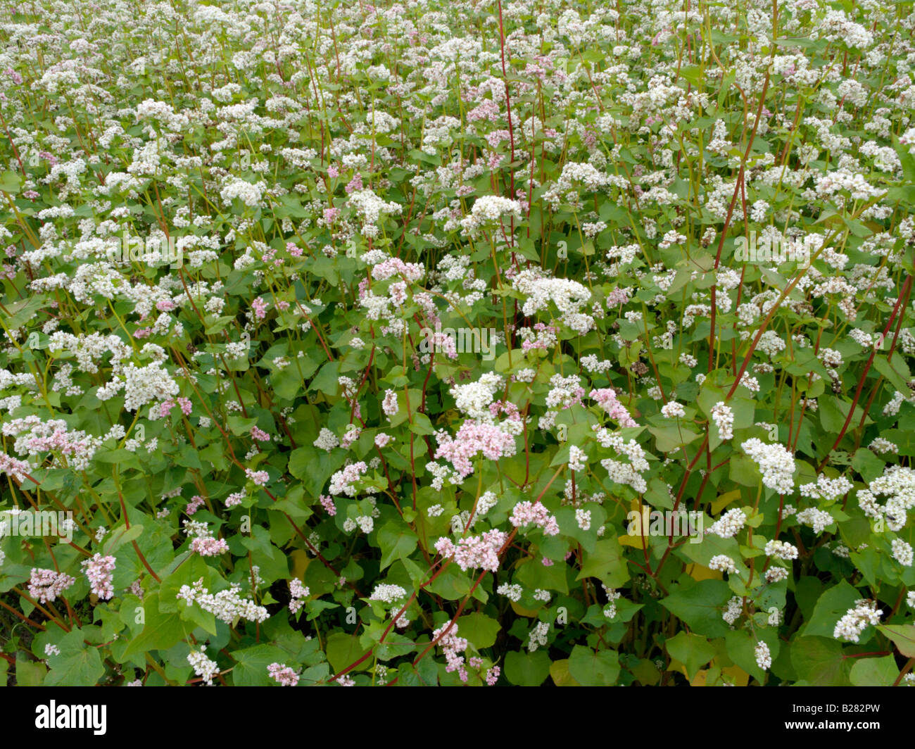 Common buckwheat (Fagopyrum esculentum Stock Photo - Alamy