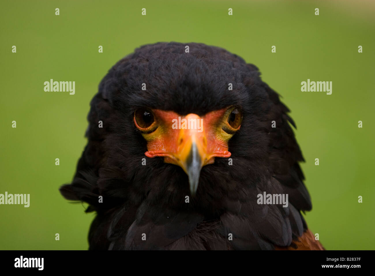 Bateleur eagle closeup hi-res stock photography and images - Alamy