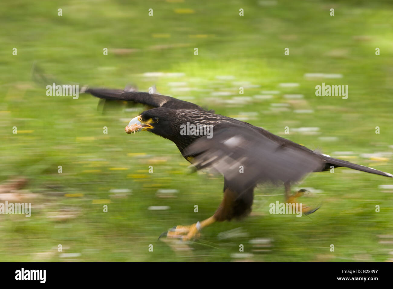 Striated Caracara, Phalcoboenus australis, Johnny Rook, flying with ...