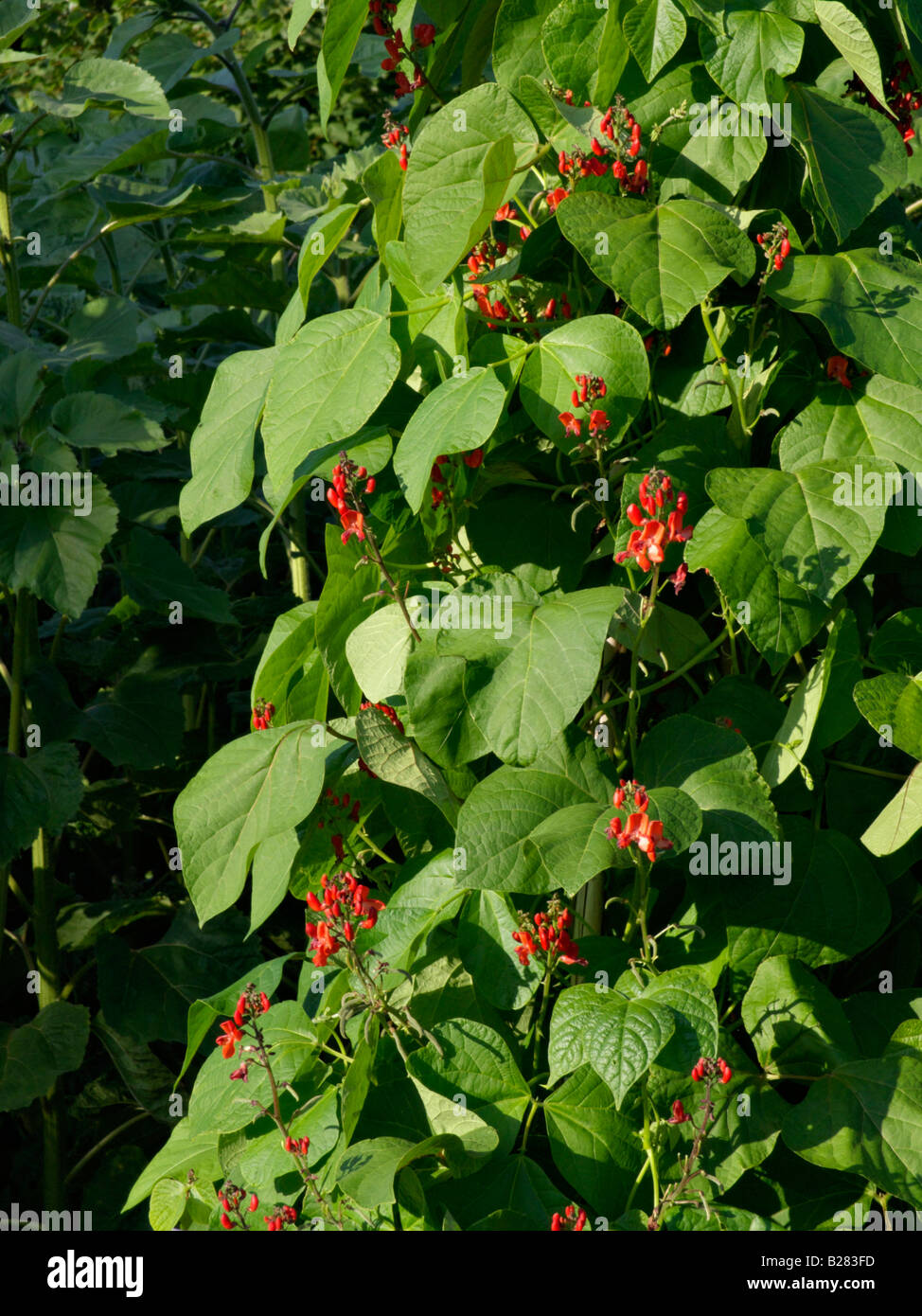Scarlet runner bean plant hi-res stock photography and images - Alamy