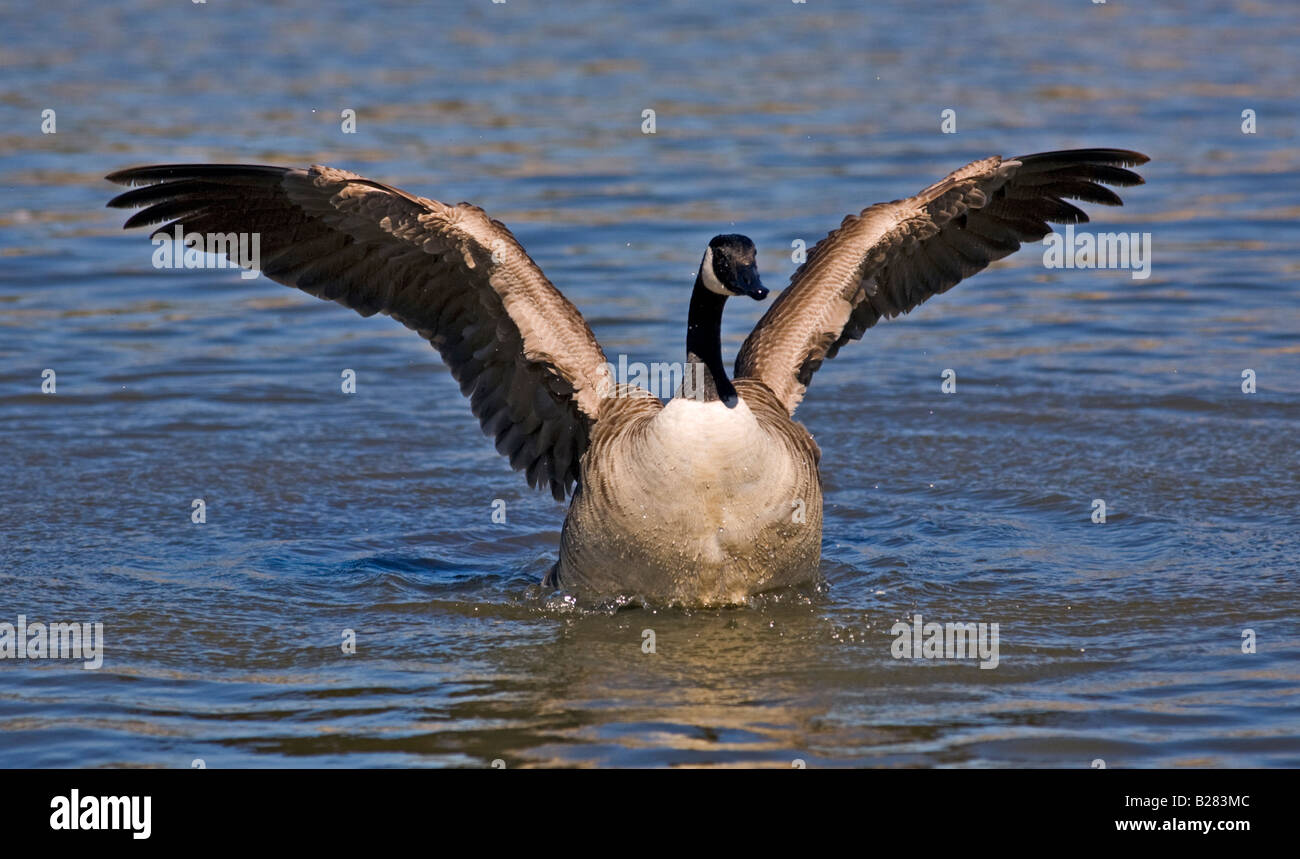 The great goose swim hi-res stock photography and images - Alamy