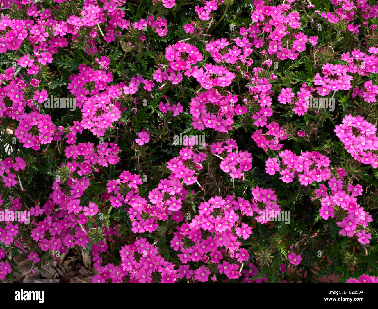 Vervain (Verbena Aztec Pink Magic Stock Photo - Alamy