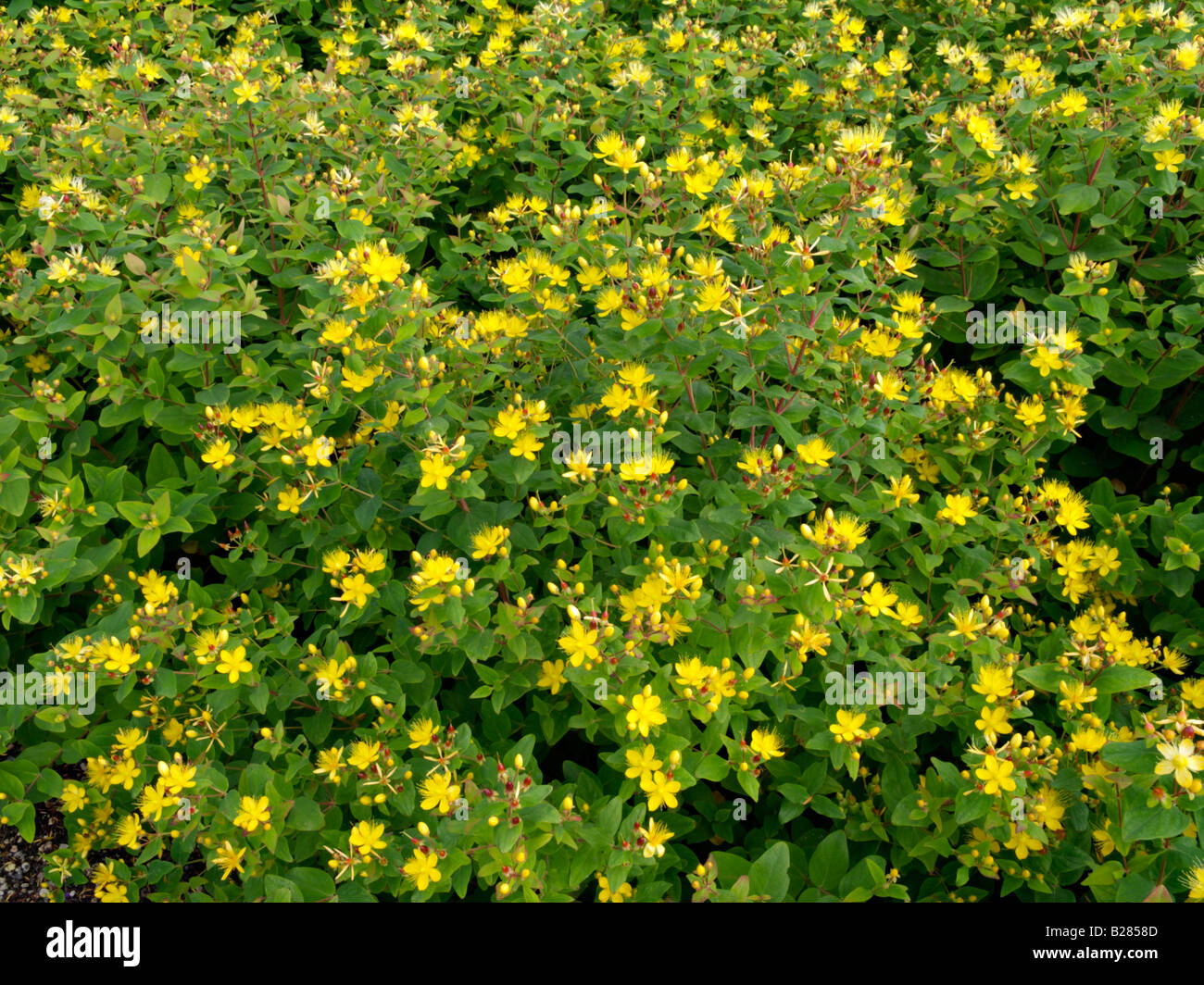 Tall tutsan (Hypericum x inodorum 'Excellent Flair' Stock Photo - Alamy