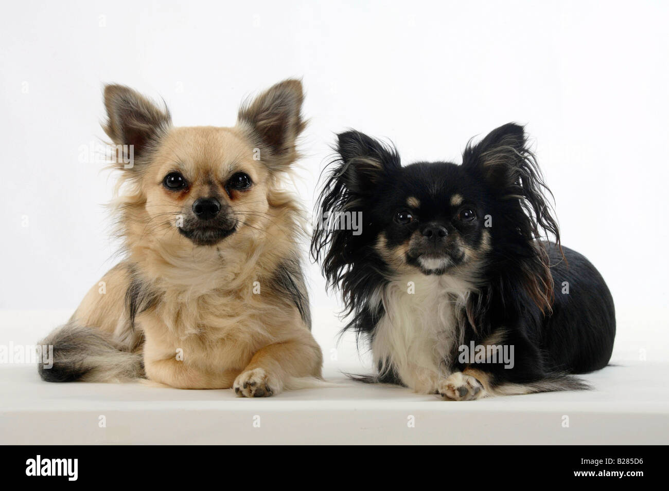 Two chihuahuas dog hi-res stock photography and images - Alamy