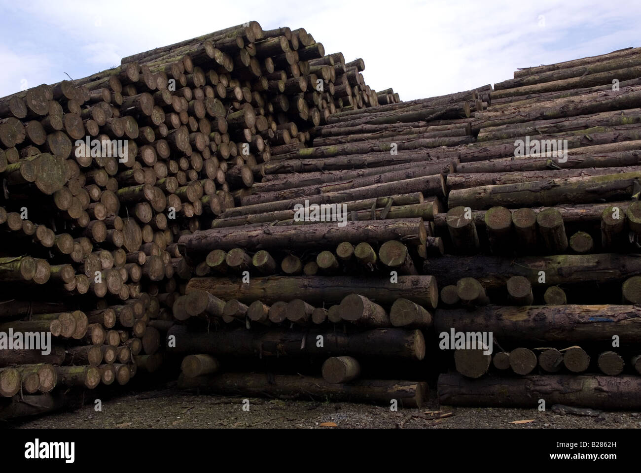 Wood logs for the building industry stacked ready for transportation by ...