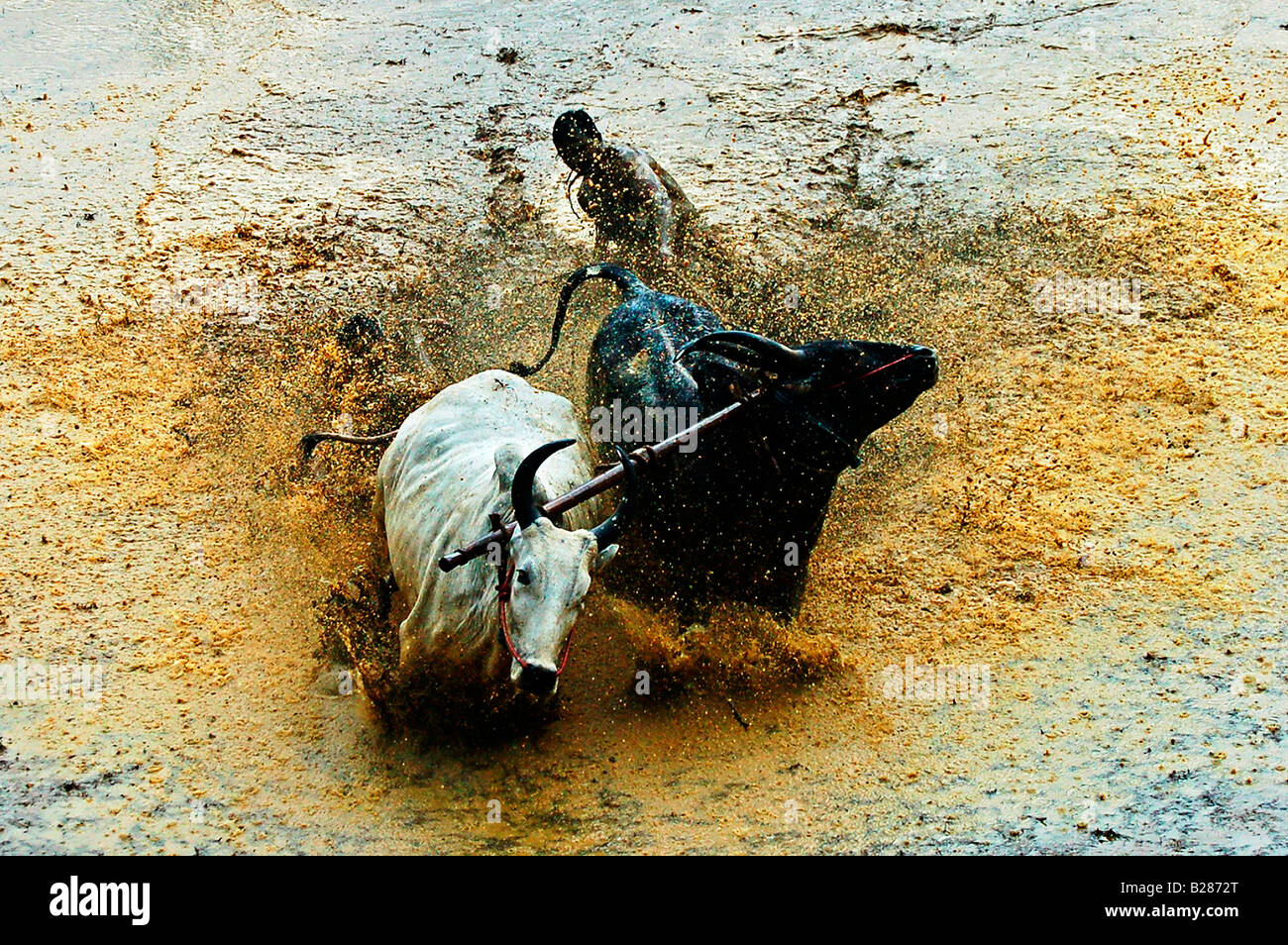 Bull race kerala hi-res stock photography and images - Alamy
