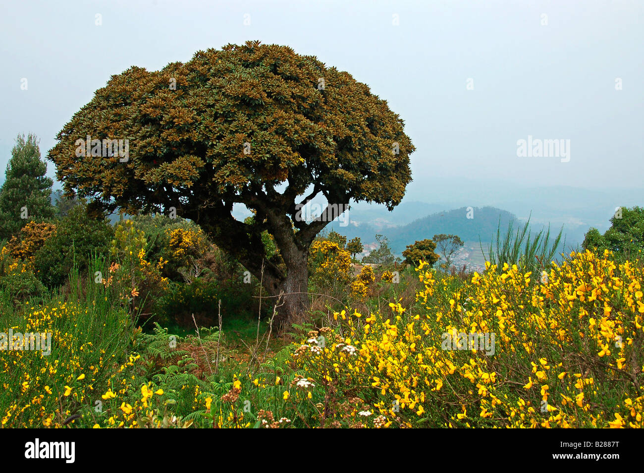 Doddabetta ooty hi-res stock photography and images - Alamy