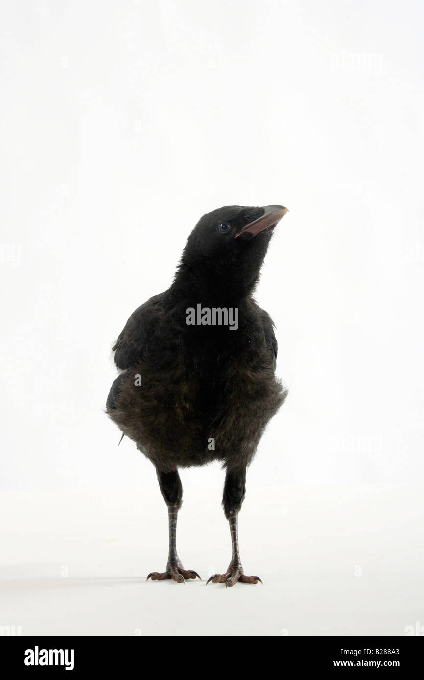 Fledgeling hi-res stock photography and images - Alamy