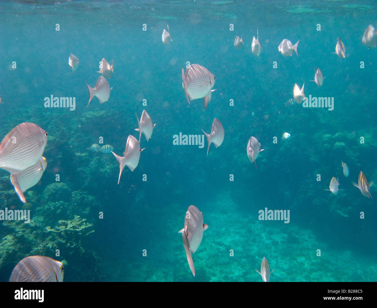 School underwater fish hi-res stock photography and images - Alamy