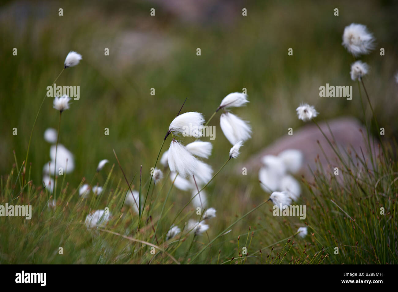 Bog cotton wild flowers Stock Photo - Alamy