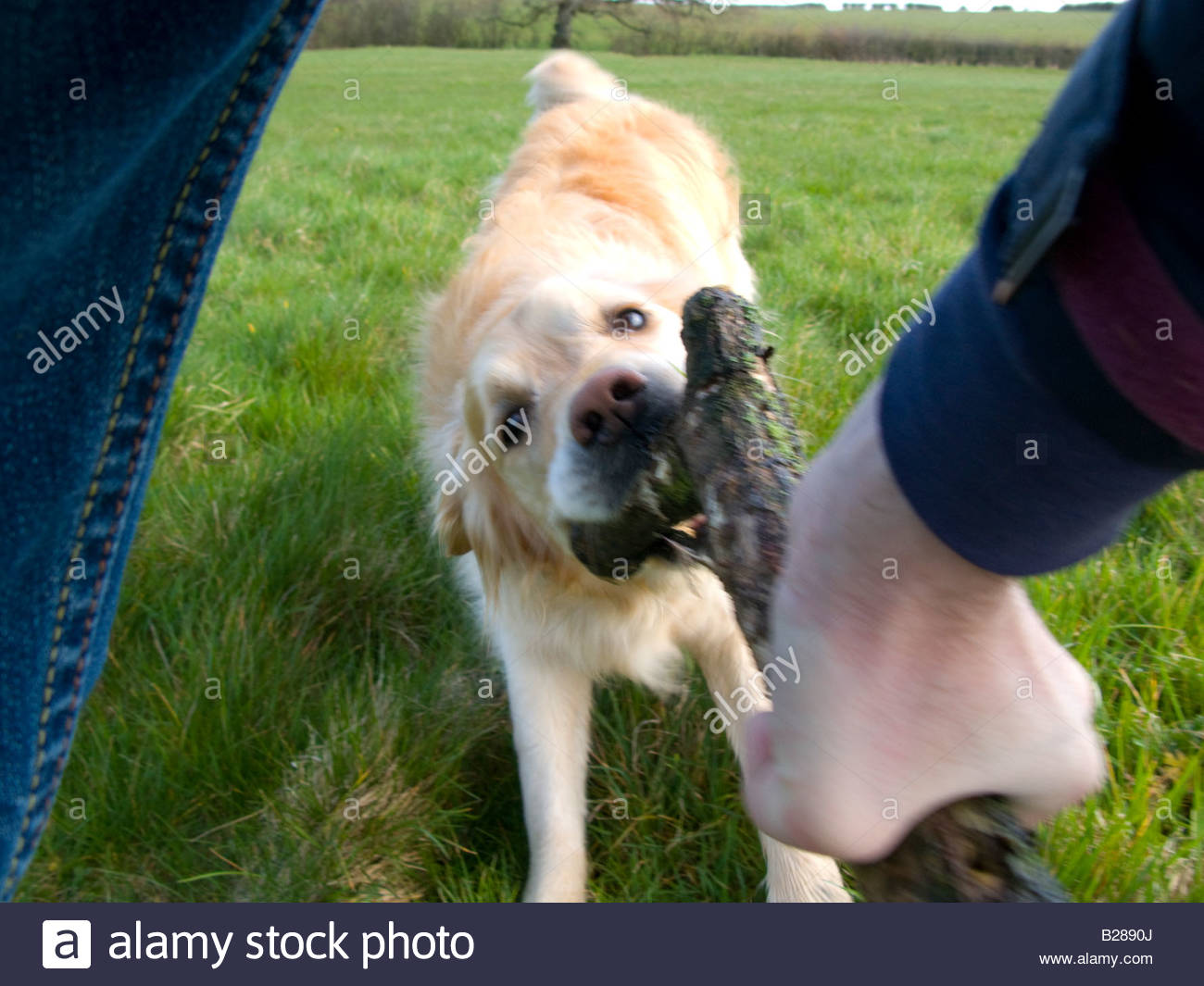 Dog Pulling Stock Photos & Dog Pulling Stock Images - Alamy