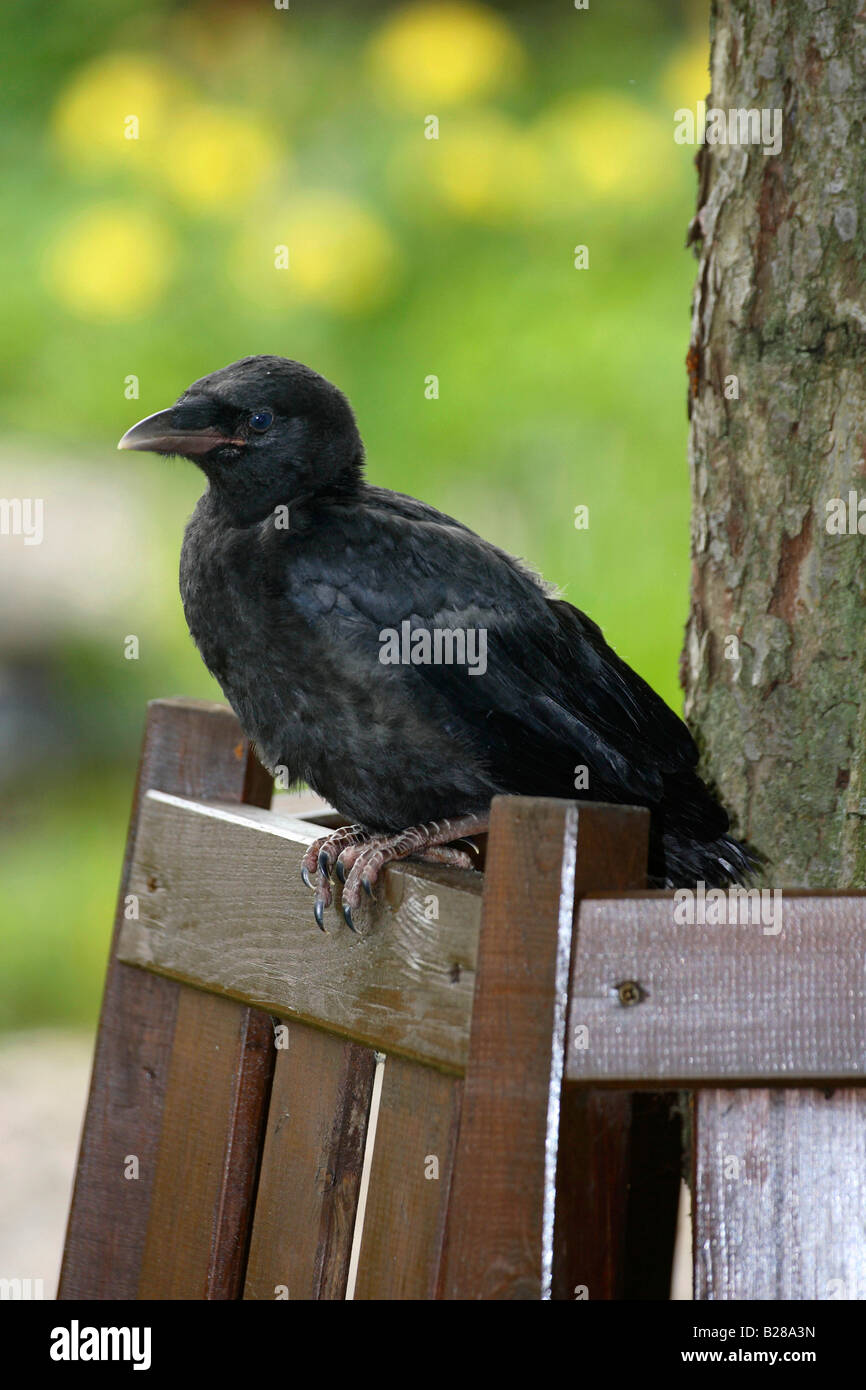 Carrion Crow fledgeling on bench Corvus corone corone Stock Photo - Alamy