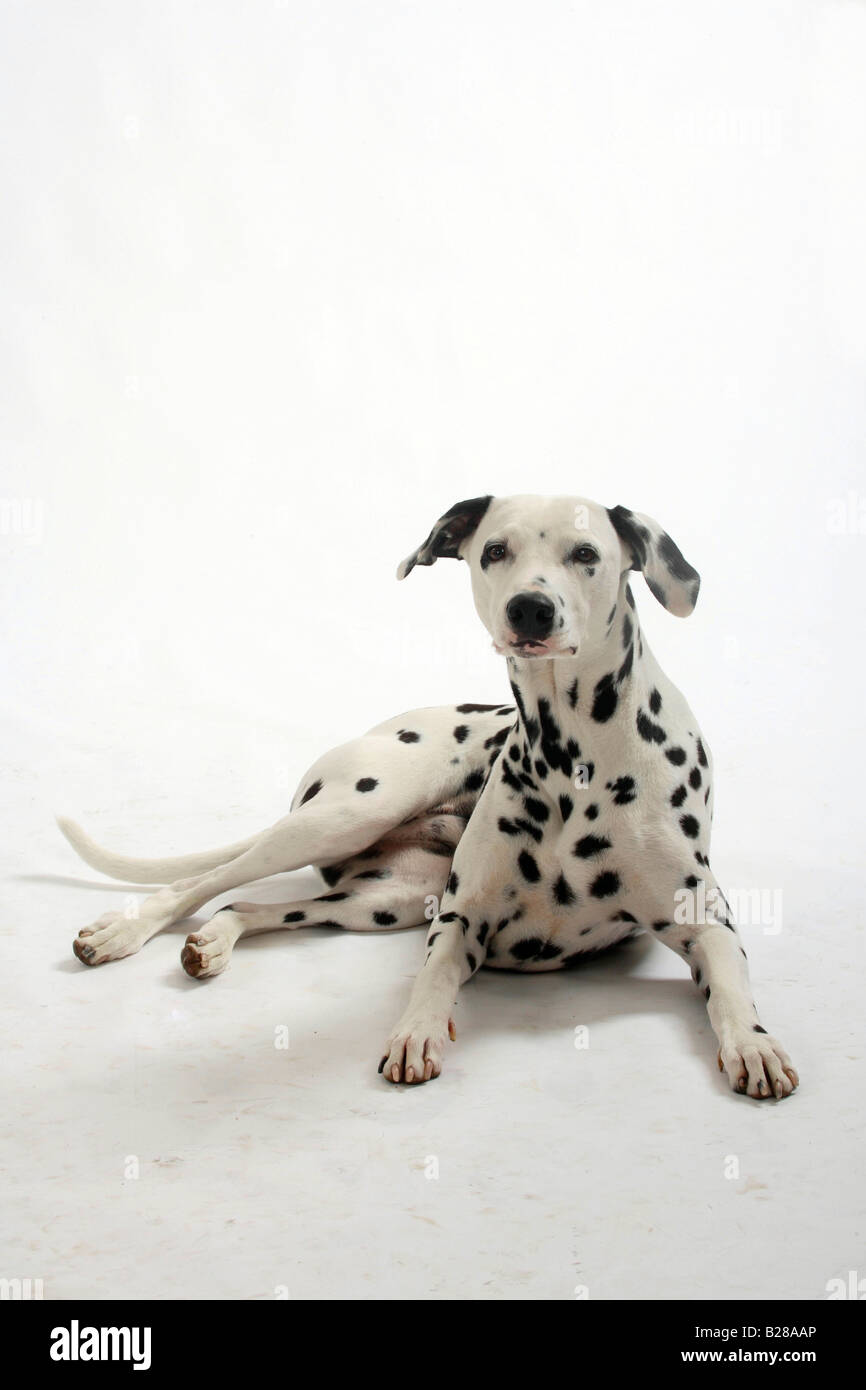 Dalmatian dog eye hi-res stock photography and images - Alamy