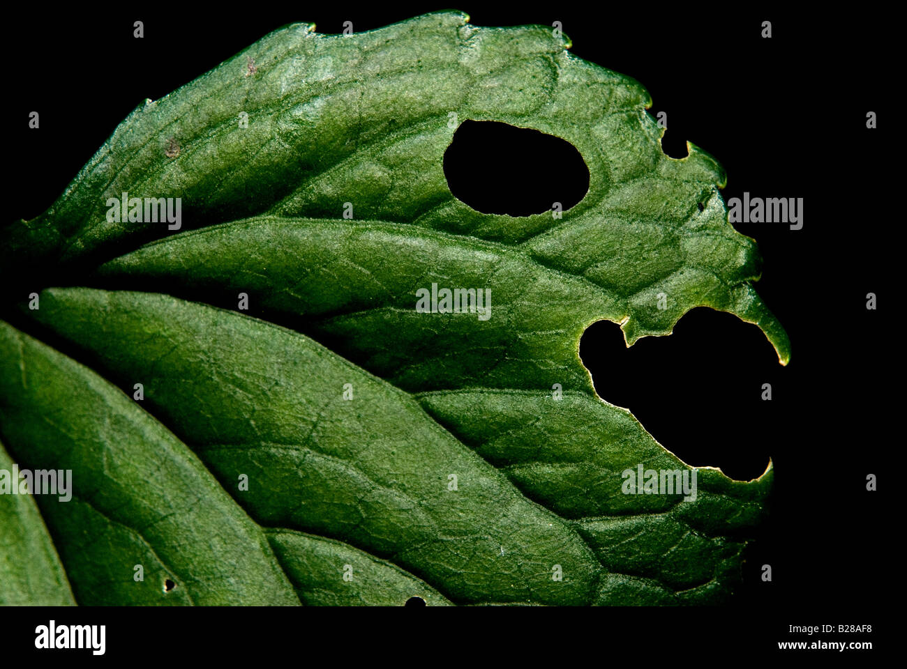 Modified leaf hi-res stock photography and images - Alamy