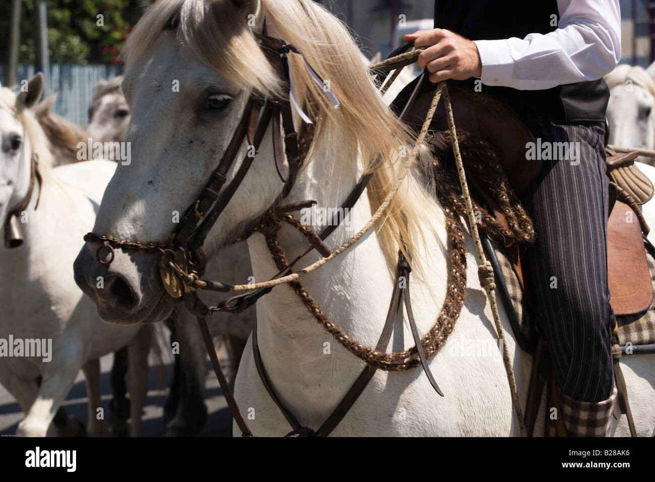 French cowboy gardian horse hi-res stock photography and images - Alamy