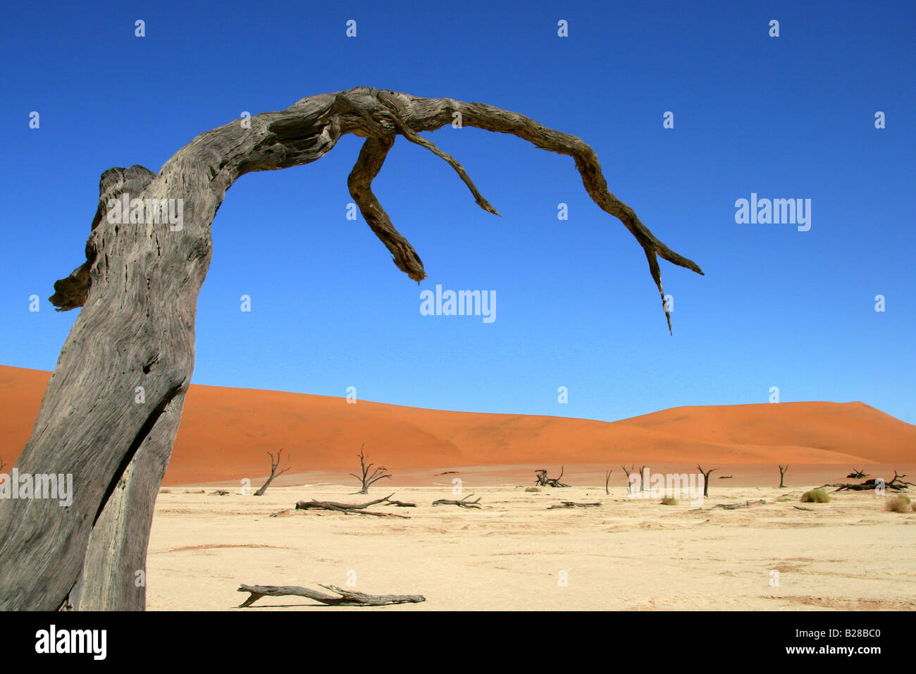 Dead acacia trees at Dead Vlei Namib desert Sossusvlei Namibia Stock ...