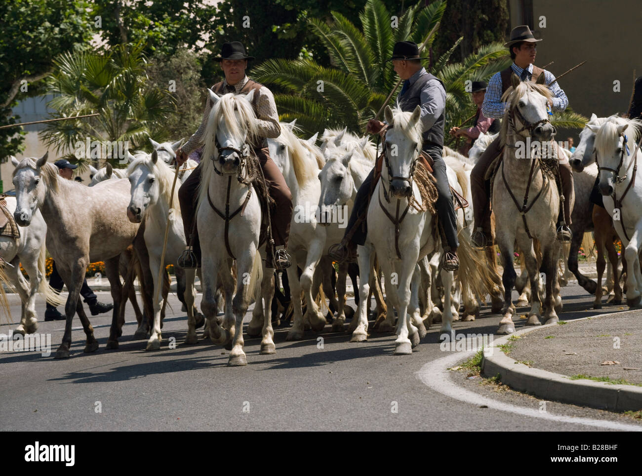 Camargue Provence France horse cowboy tradition Stock Photo - Alamy