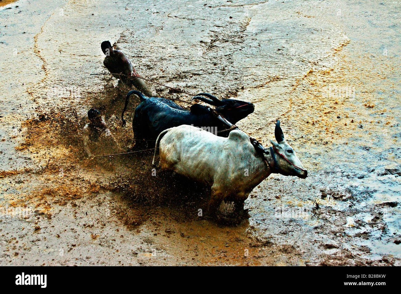 bull race finishing point Stock Photo - Alamy