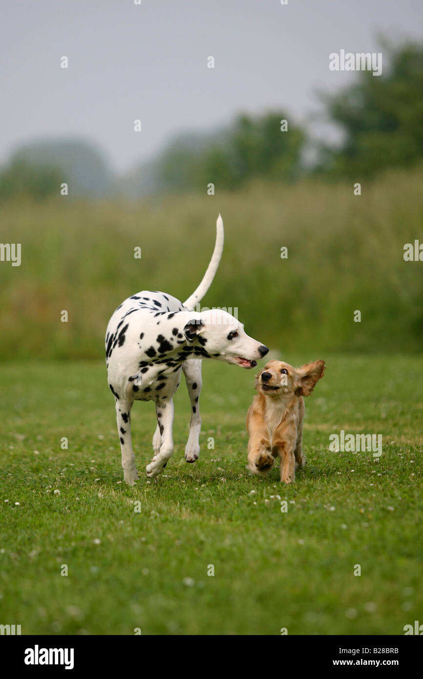 Dalmatian and English Cocker Spaniel 5 month Stock Photo - Alamy
