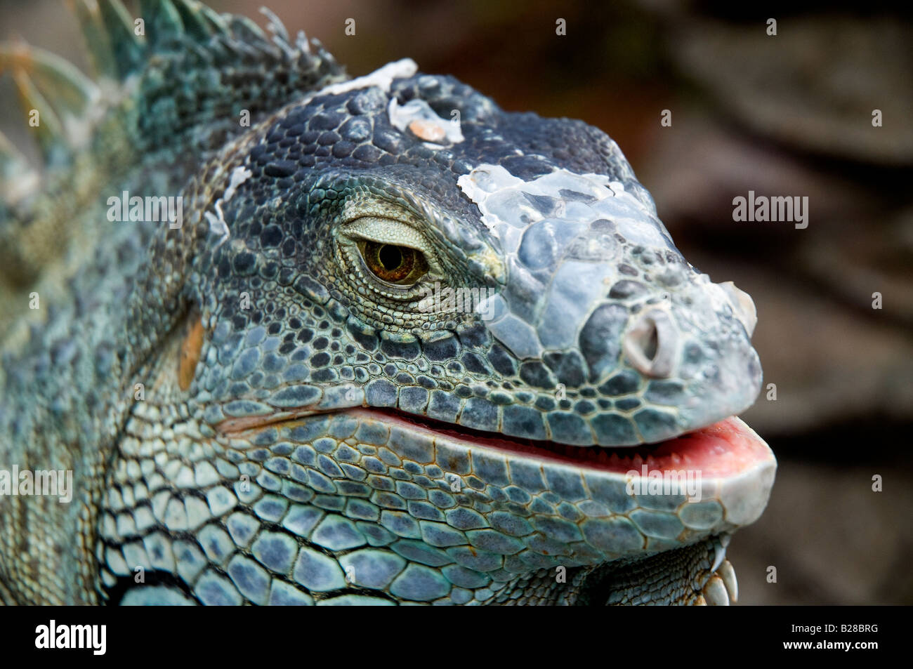 Rhinoceros Iguana (Cyclura cornuta Stock Photo - Alamy