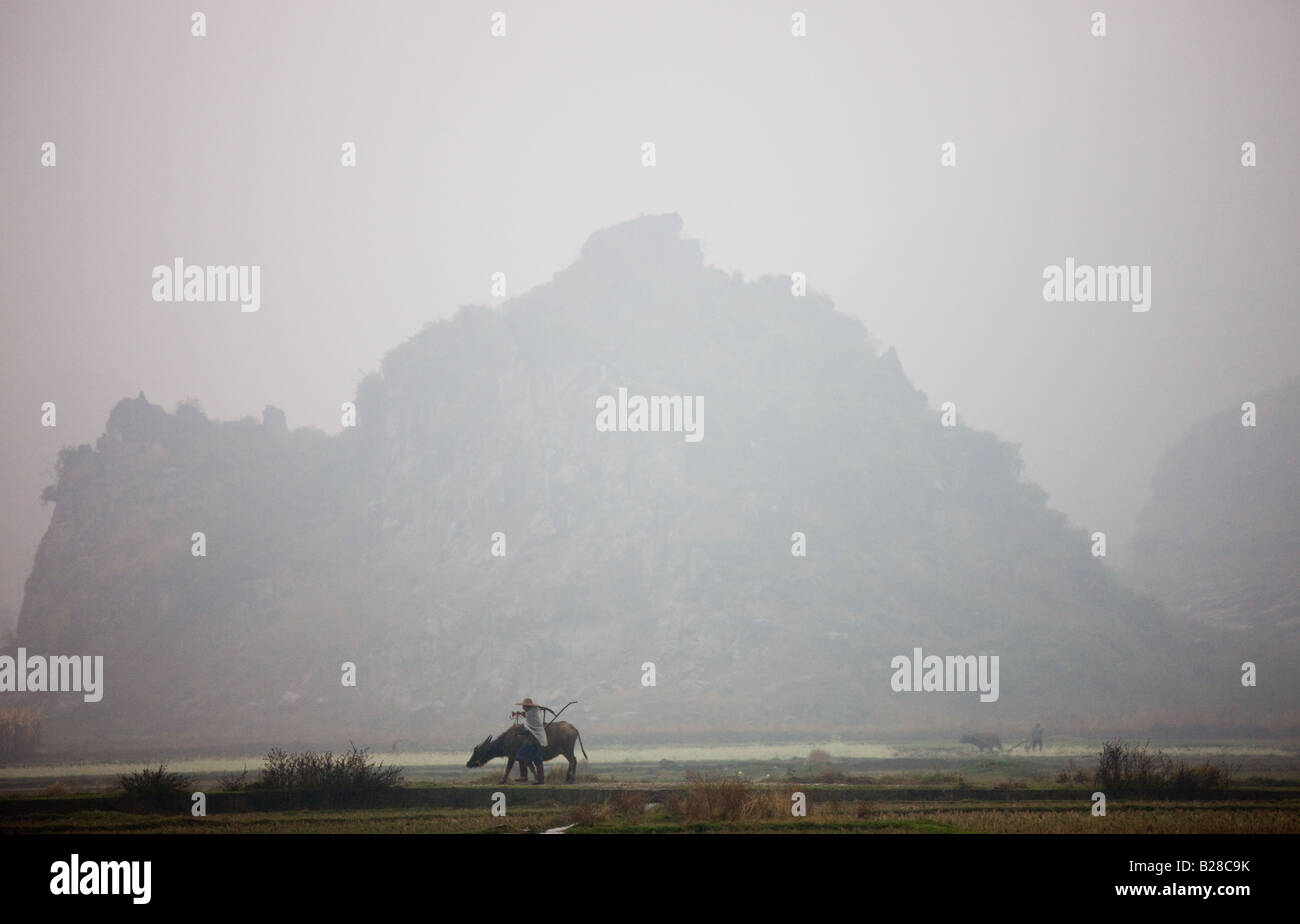 Farmer uses a buffalo to pull plough through a crop field near Fuli ...