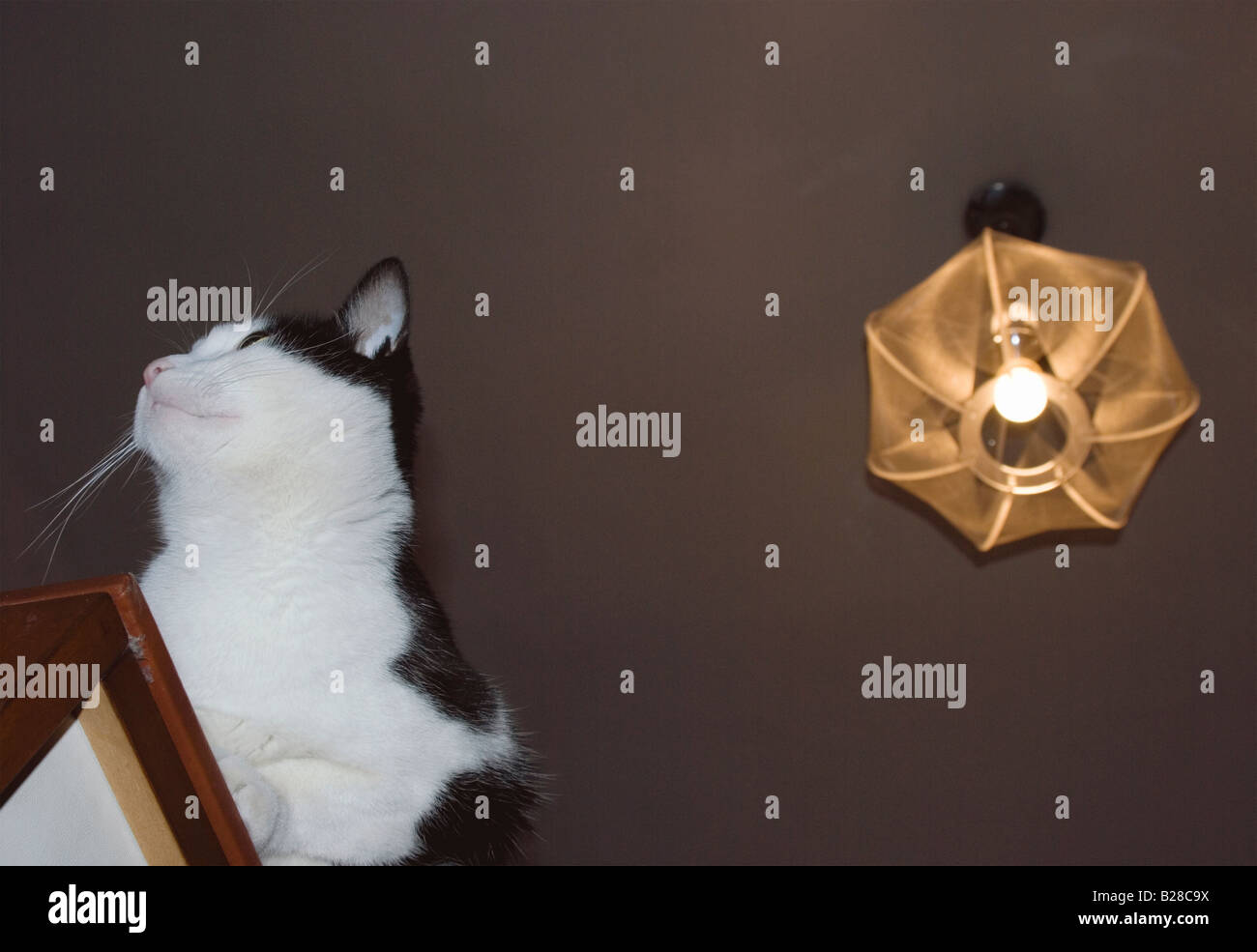 cat and lamp Stock Photo - Alamy
