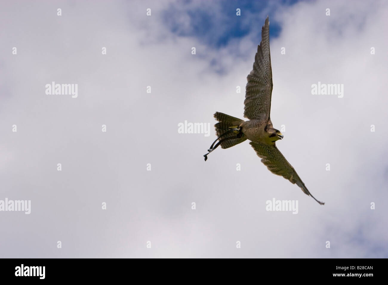 Peregrine Lanner Falcon High Resolution Stock Photography and Images ...