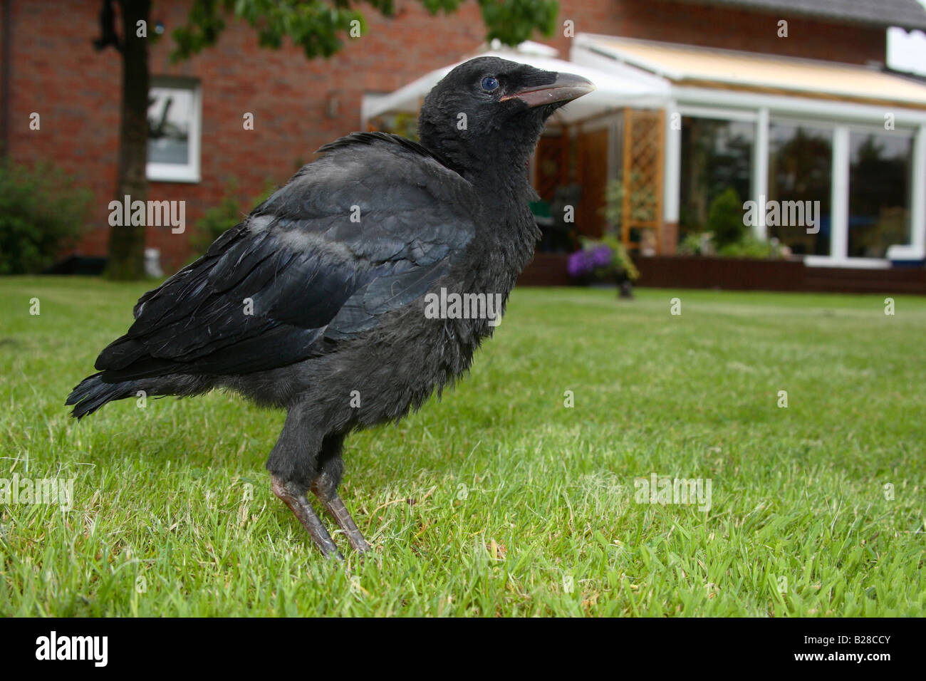 Fledgeling Stock Photos & Fledgeling Stock Images - Alamy
