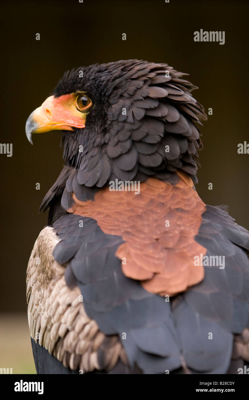 Bateleur eagle, Terathopius ecaudatus Stock Photo - Alamy