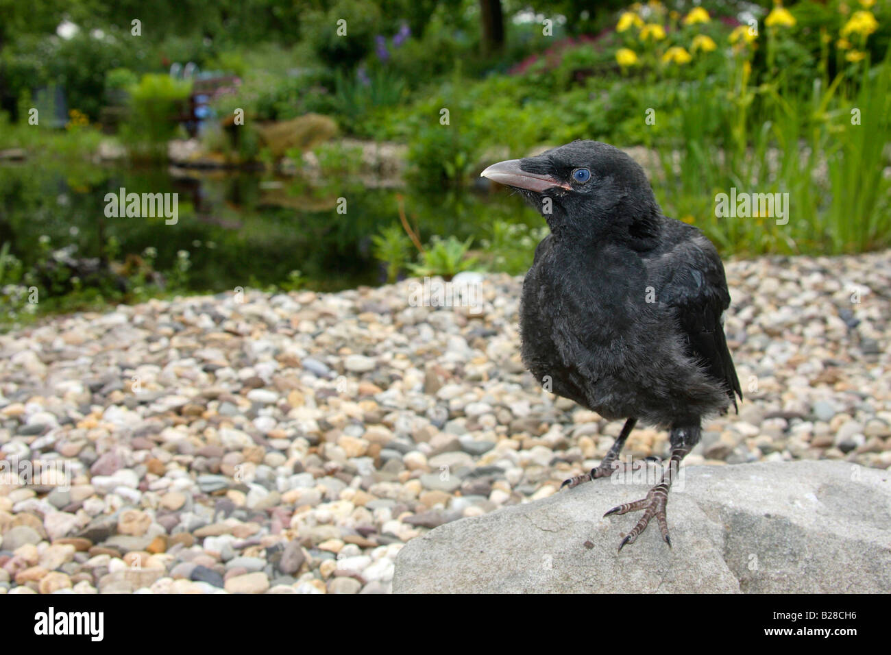 Juvenile crow hi-res stock photography and images - Alamy