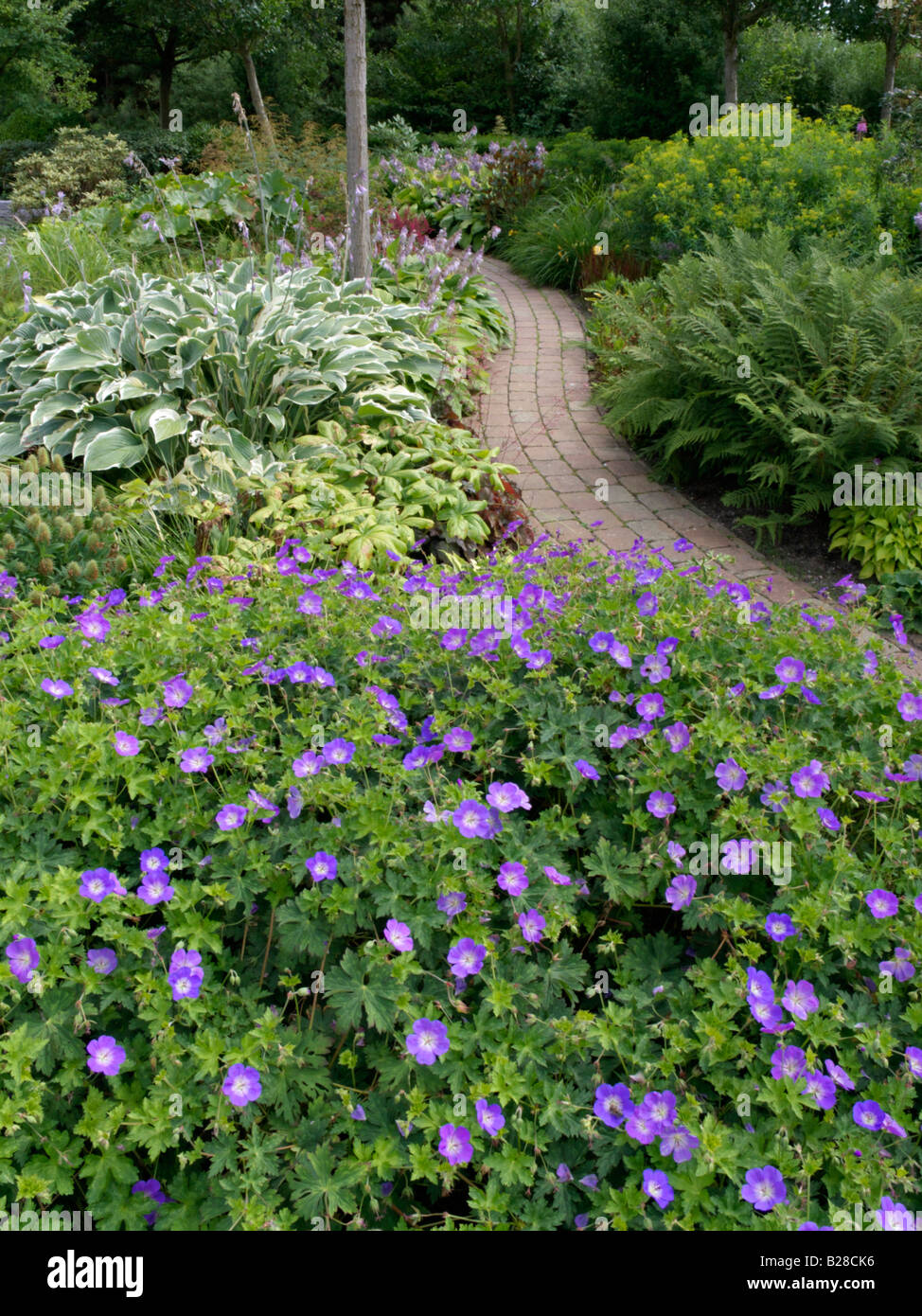 Geranium rozanne path hi-res stock photography and images - Alamy