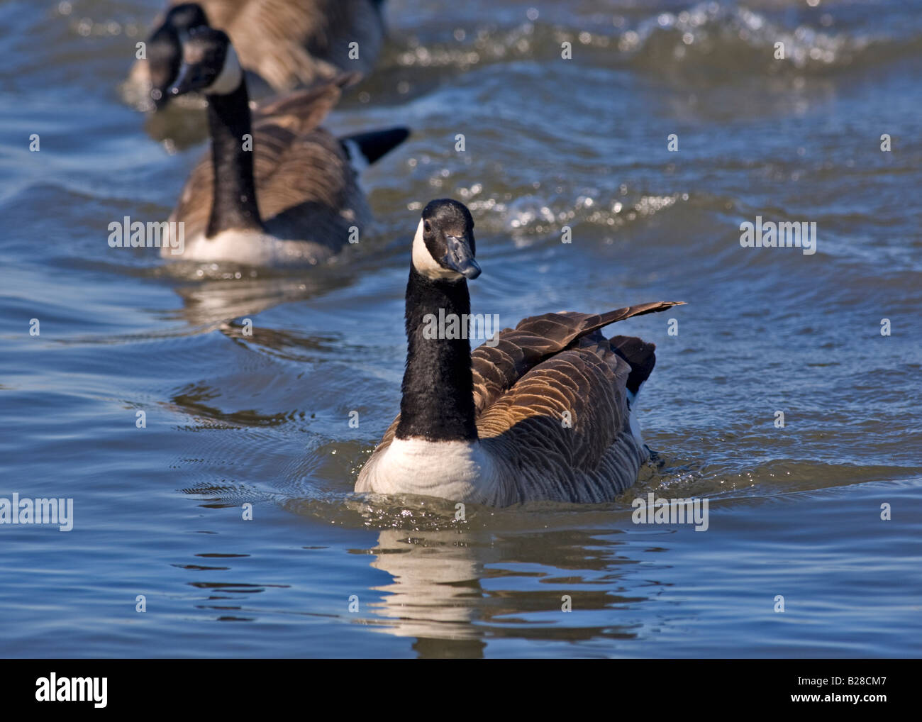 Canada Goose (branta canadensis Stock Photo - Alamy