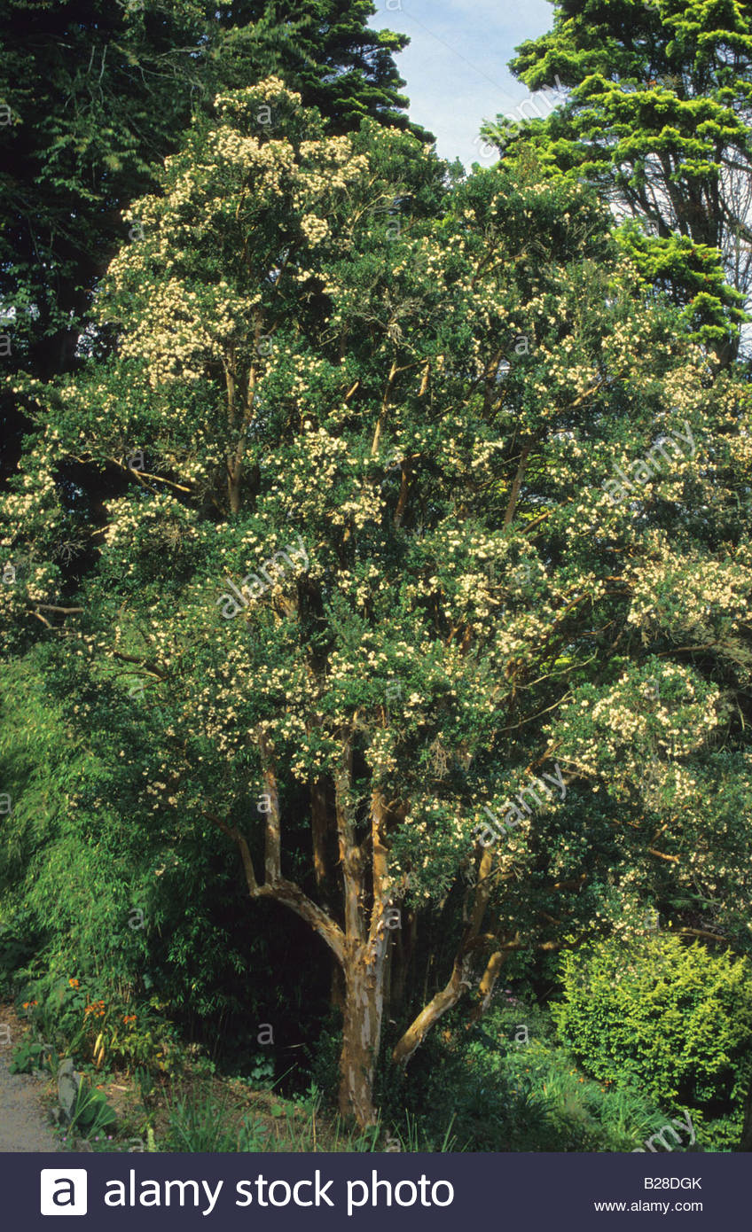 Luma Apiculata Stock Photos & Luma Apiculata Stock Images - Alamy