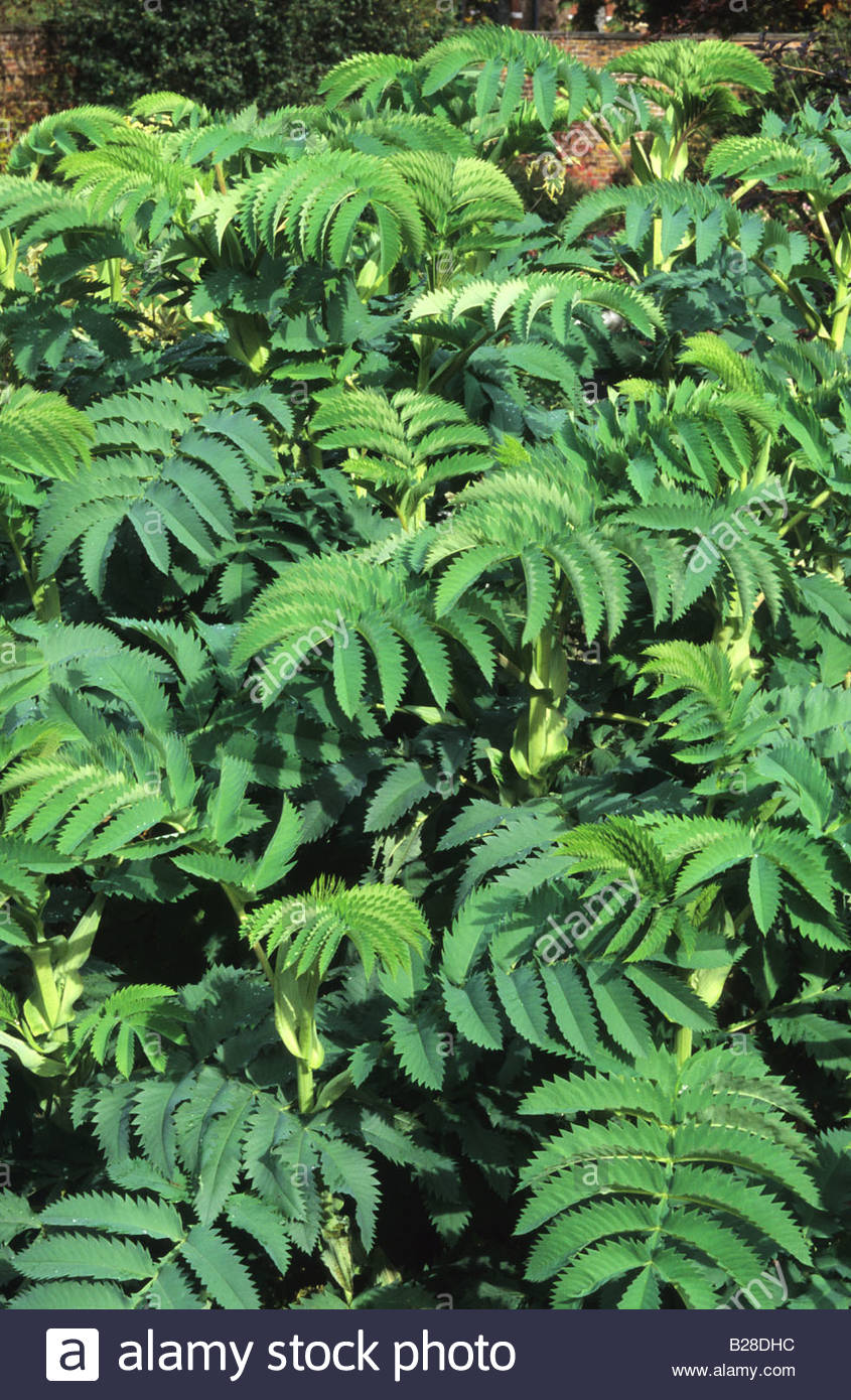 Melianthus Major Stock Photos & Melianthus Major Stock Images - Alamy