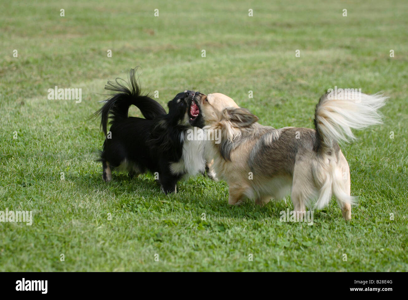 Chihuahuas standing hi-res stock photography and images - Alamy