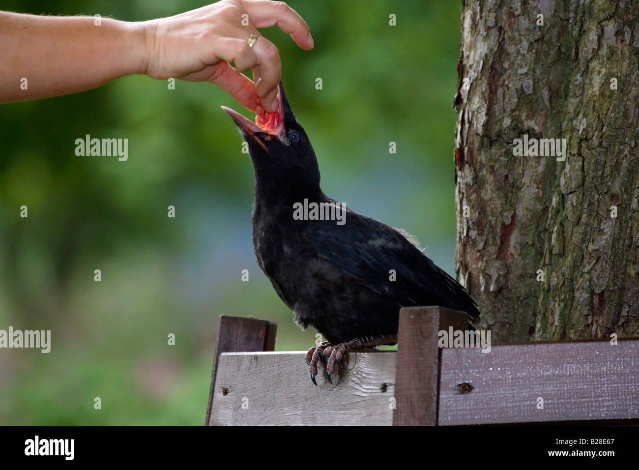 Crow bird human hi-res stock photography and images - Alamy