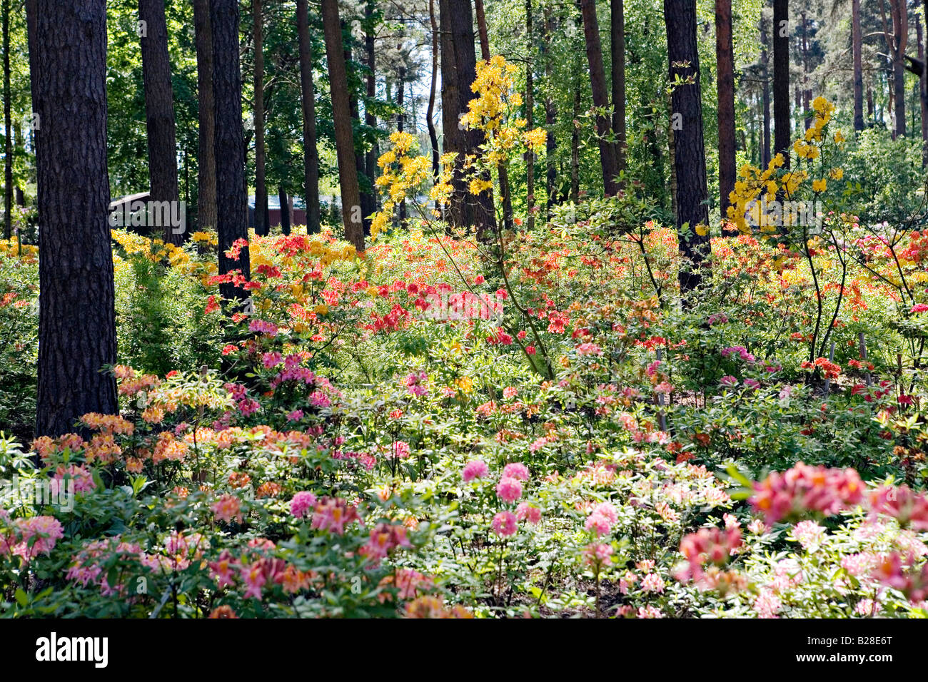 Rhododendron park hi-res stock photography and images - Alamy