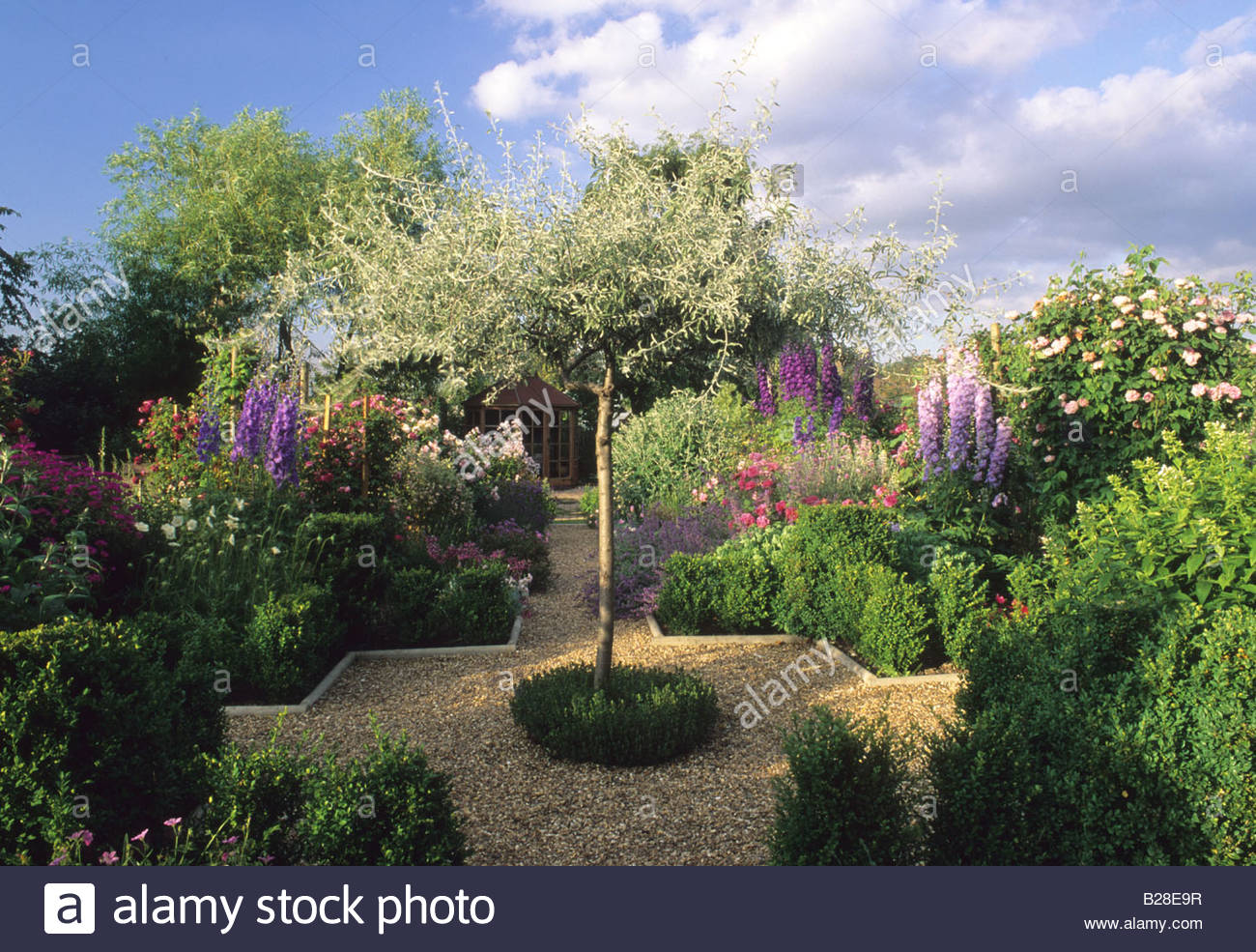 Pyrus Salicifolia Stock Photos & Pyrus Salicifolia Stock Images - Alamy