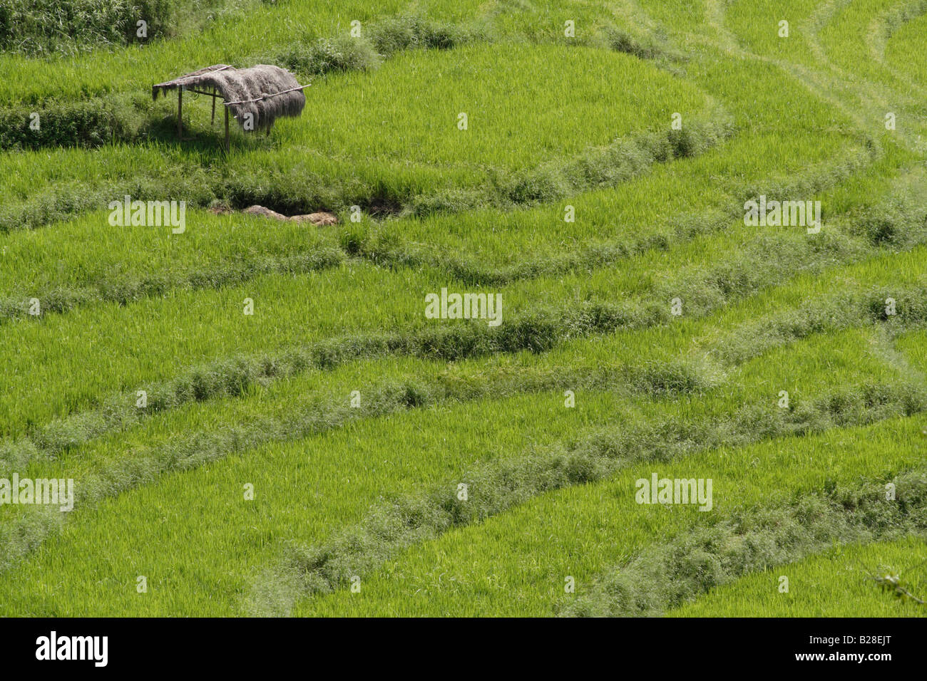 Rice field, Sri Lanka Stock Photo - Alamy