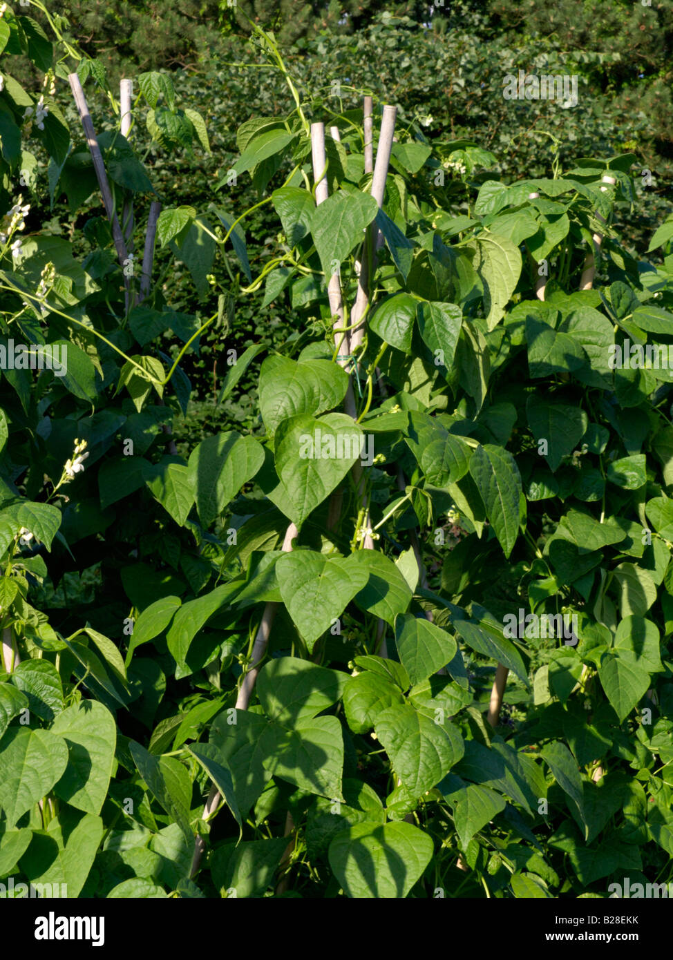 Green bean (Phaseolus vulgaris Stock Photo - Alamy