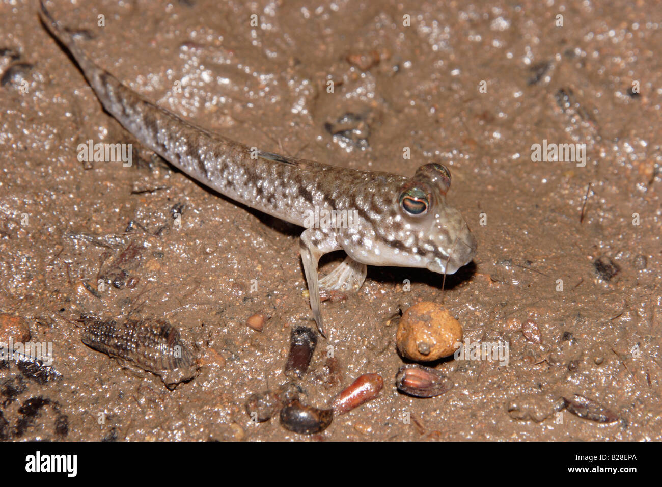 Atlantic mudskipper fish Periophthalmus barbarus Gobiidae in a mangrove ...