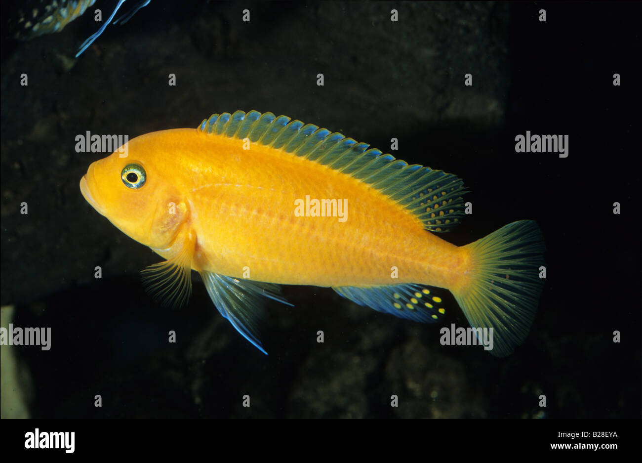 Maylandia estherae, Malawi Lake Cichlid, Africa Stock Photo - Alamy