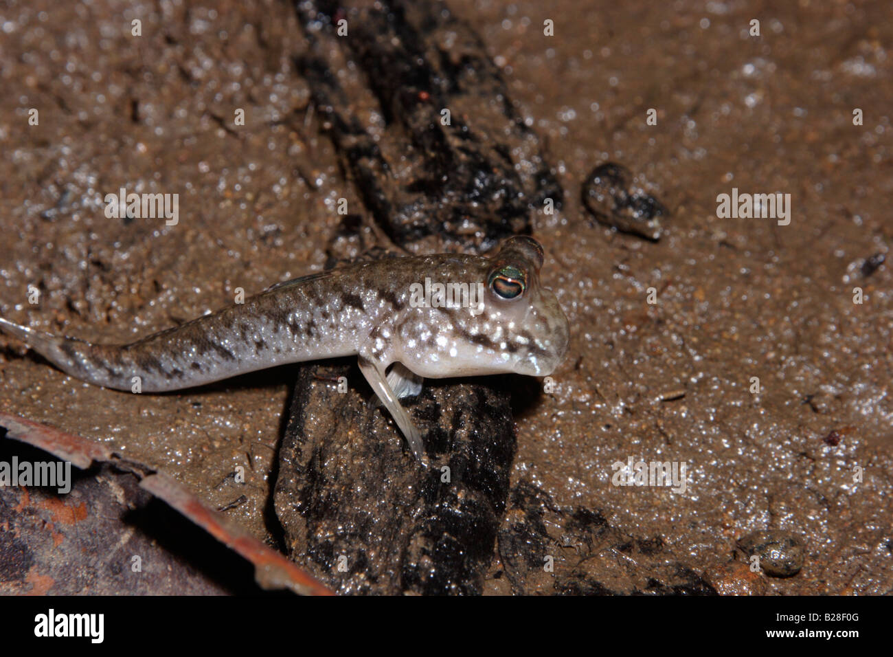 Atlantic mudskipper fish Periophthalmus barbarus Gobiidae in a mangrove ...